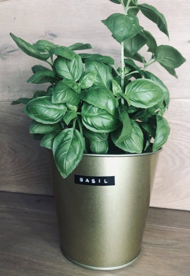 15 Popular Italian Herbs and Spices And How To Use Them - Italian ...