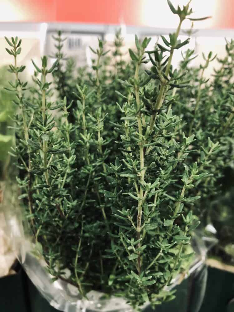 15 Popular Italian Herbs and Spices And How To Use Them - Italian ...