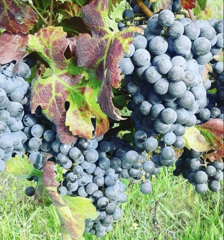 Italian Grape Varieties (With Pictures) - Italian Cooking and Living ...