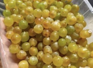 Italian Grape Varieties (With Pictures) - Italian Cooking and Living ...