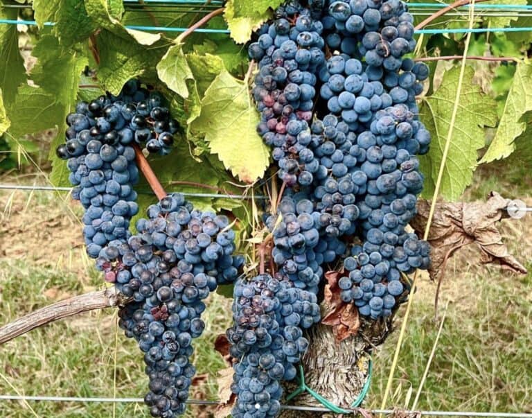 Italian Grape Varieties (With Pictures) - Italian Cooking and Living ...