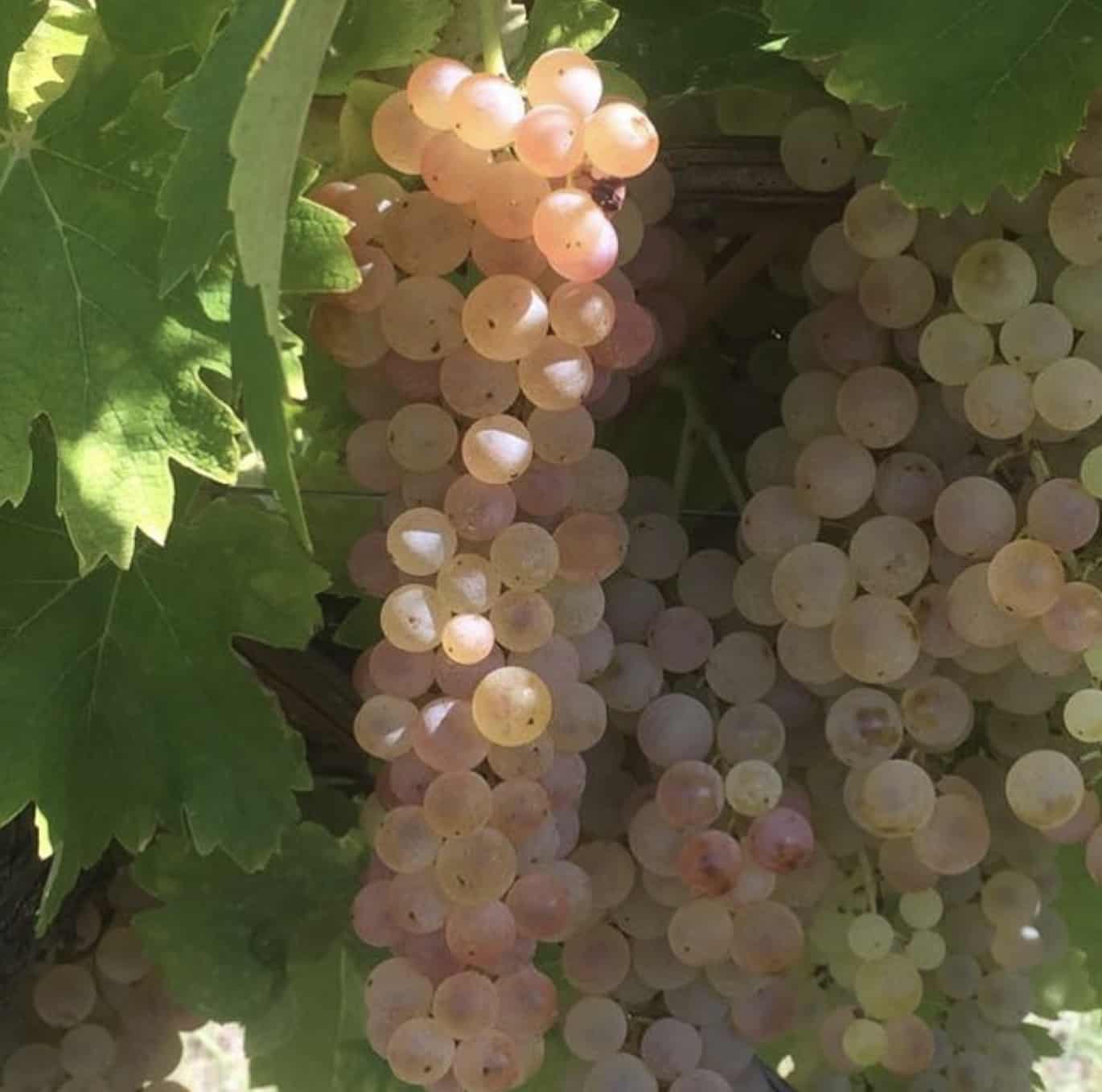 Italian Grape Varieties (With Pictures) - Italian Cooking and Living ...