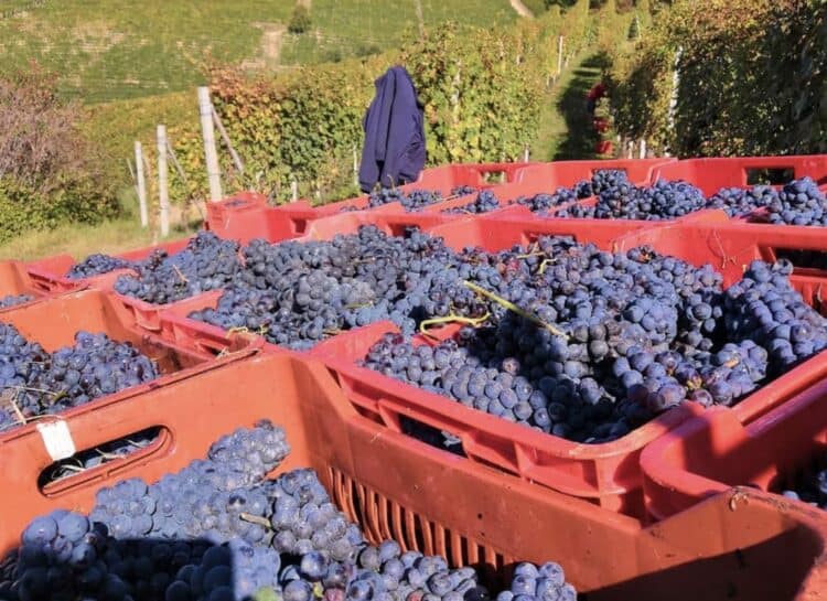 Italian Grape Varieties (With Pictures) - Italian Cooking and Living ...