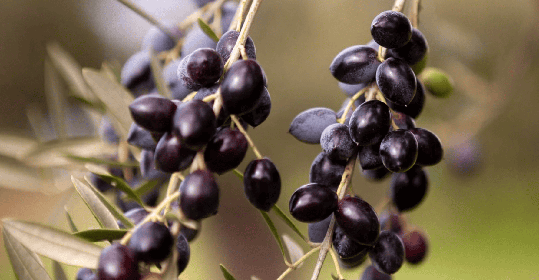 Italian vs. Greek Olive Oil Explained - Italian Cooking and Living ...