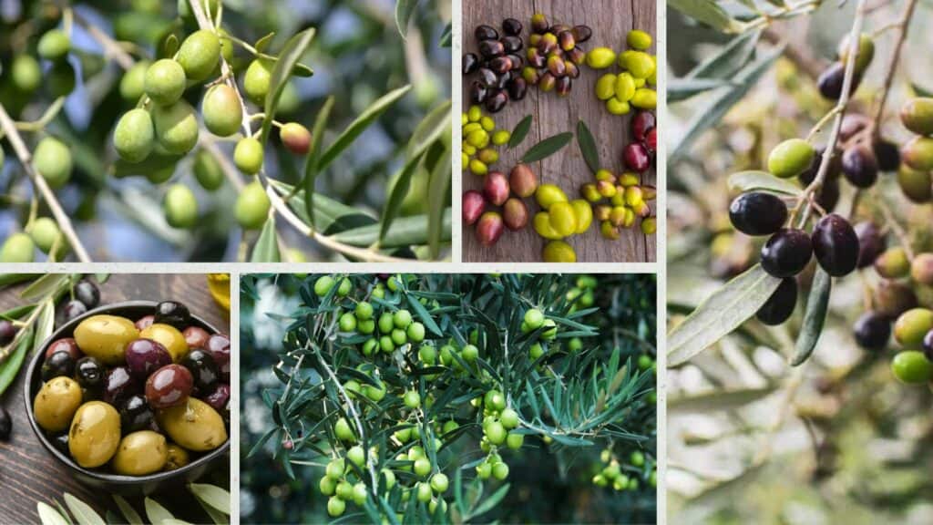 10 Best Italian Olives - From Frantoio to Gaeta - Italian Cooking and ...